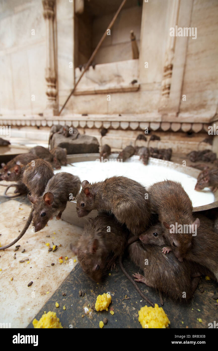 rats drinking milk in the karni mata temple Stock Photo - Alamy