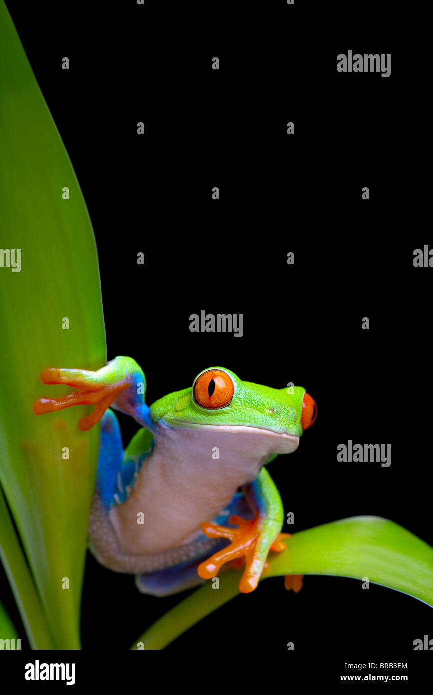 frog between plant leaves close up isolated on black - red-eyed tree ...