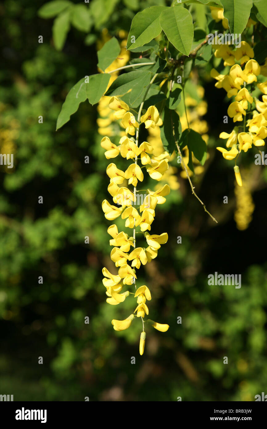 A raceme of a Laburnum anagyroides (common laburnum) yellow flower ...