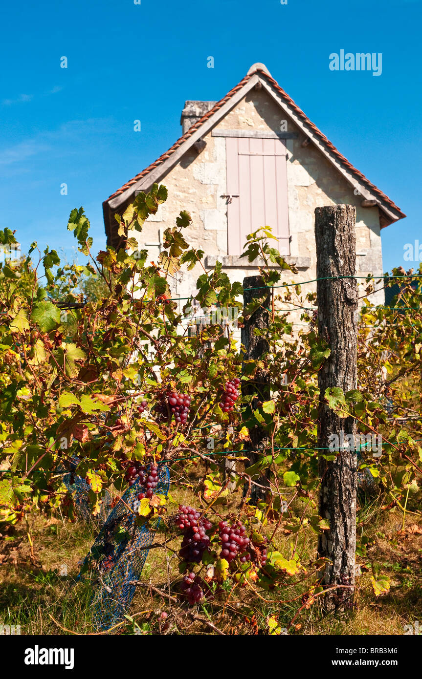 Small vines hi-res stock photography and images - Alamy