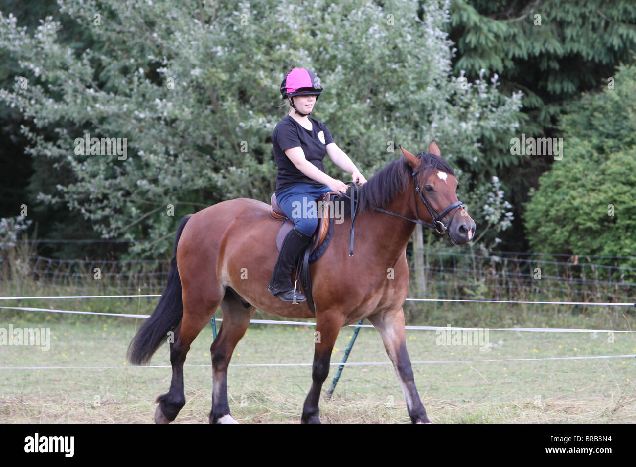 A teenage girl riding a beautiful bay Welsh Cob Stock Photo - Alamy