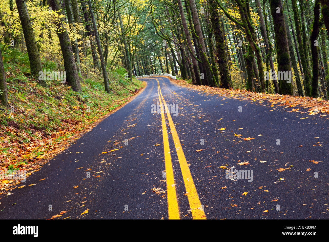 fall winding forest mountain road - autumn near Portland Oregon USA ...