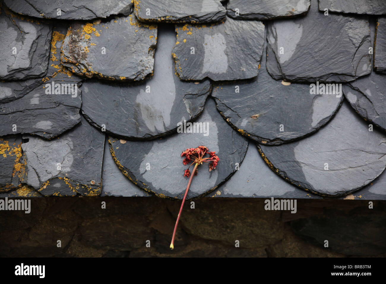 Roof slate tiles lay hi-res stock photography and images - Alamy