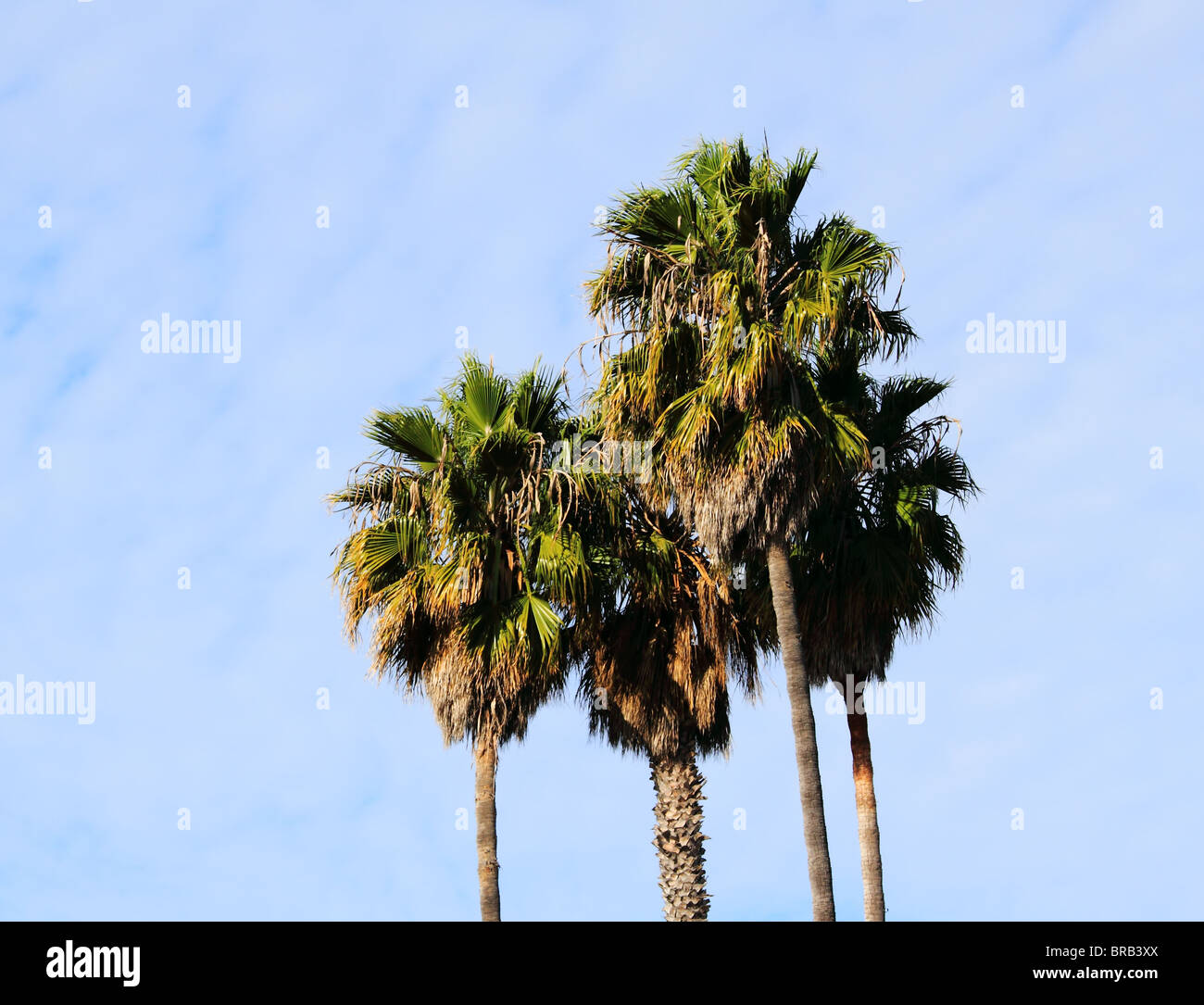 Four palm trees with a beautiful blue sky in the background Stock Photo ...