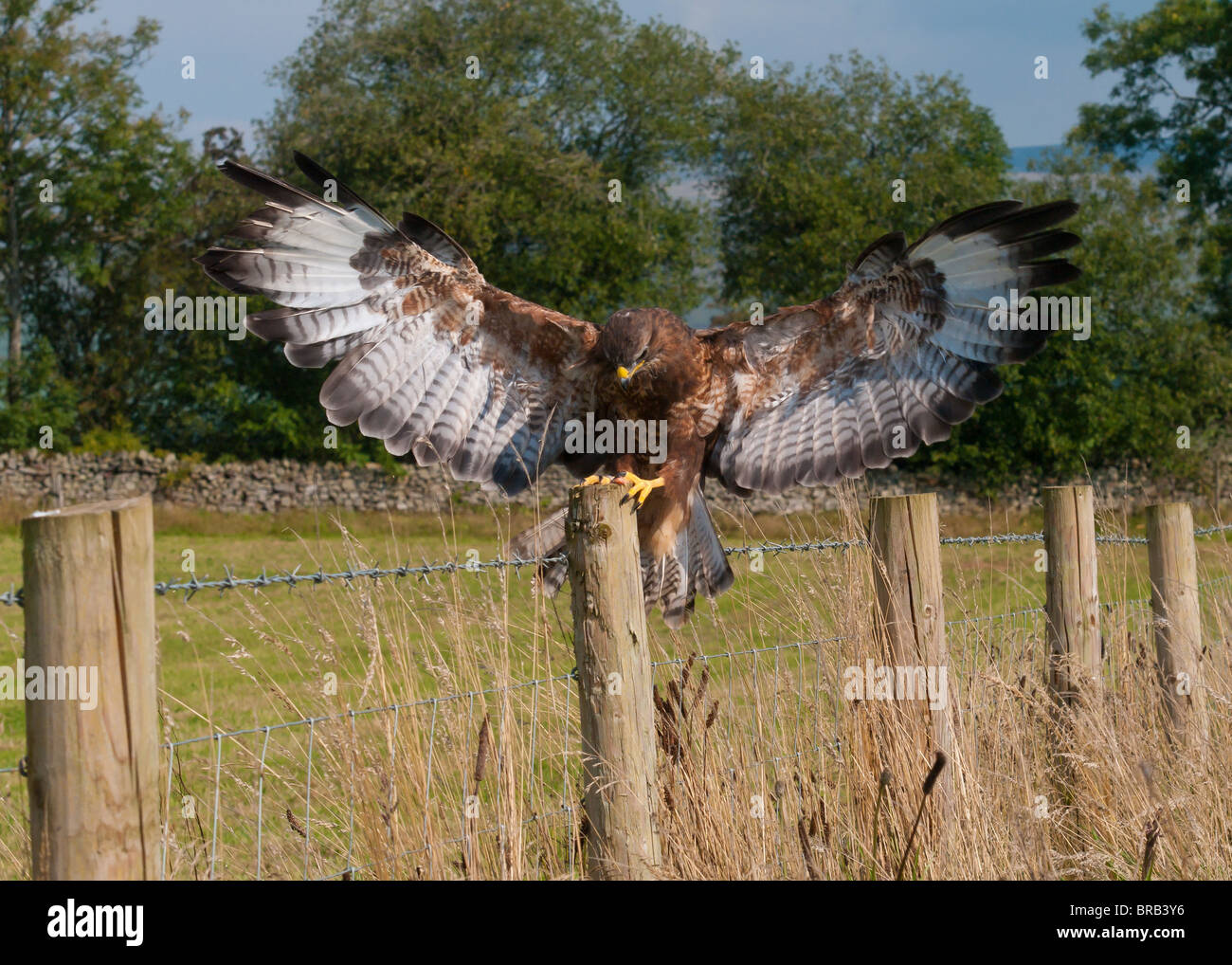 Buzzard landing on fence post Stock Photo - Alamy