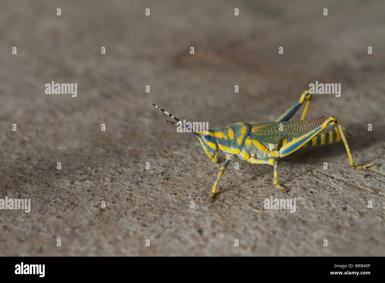 colorful grasshopper from rajasthan Stock Photo - Alamy