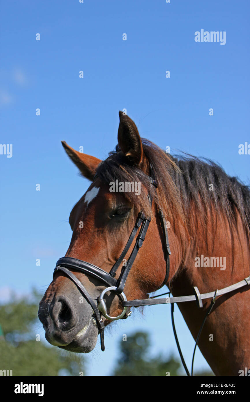 Head of a beautiful bay Welsh Cob Stock Photo - Alamy