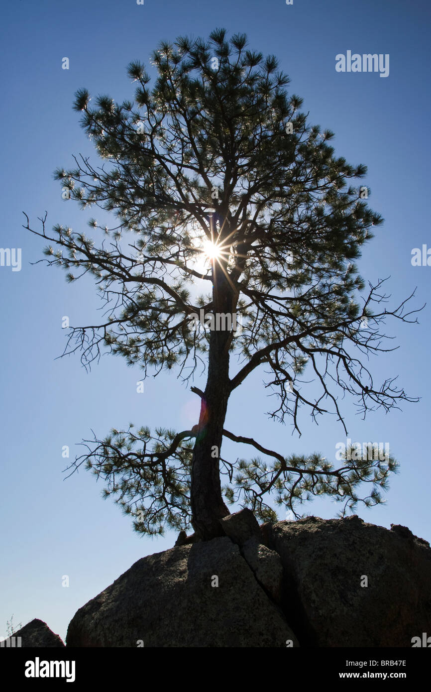 Tree on Rock - Cheyenne Mountain State Park - Colorado Springs ...