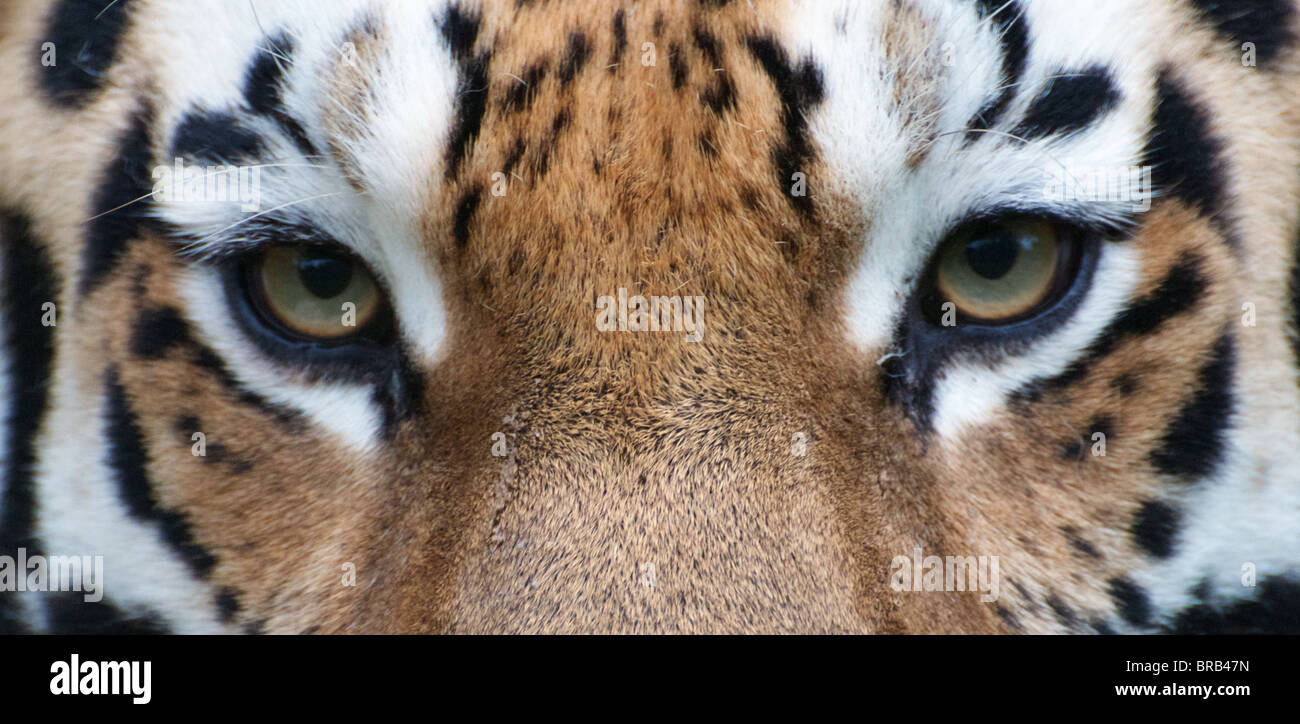 Tiger Eyes Photography