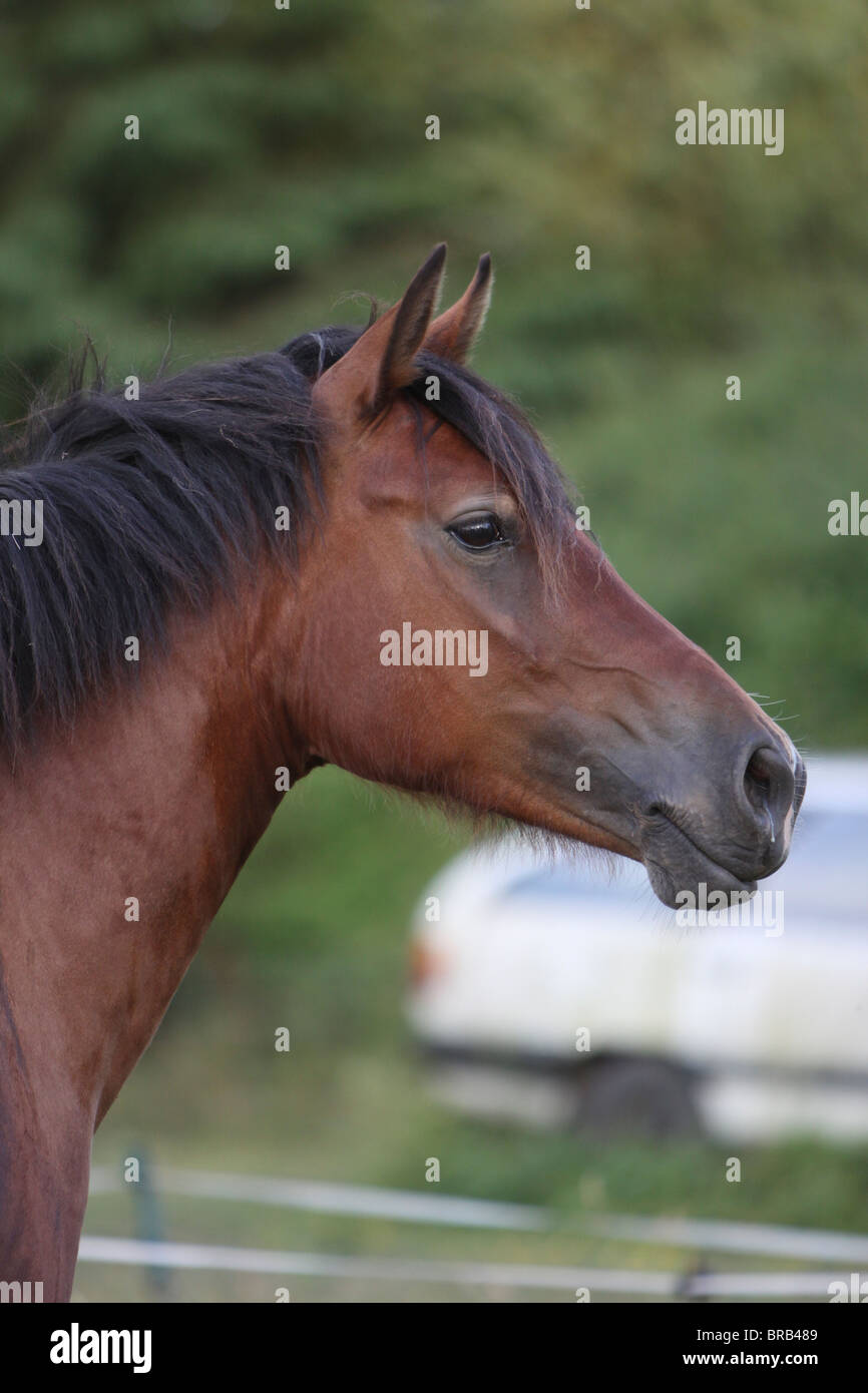 Head of a beautiful bay Welsh Cob Stock Photo - Alamy