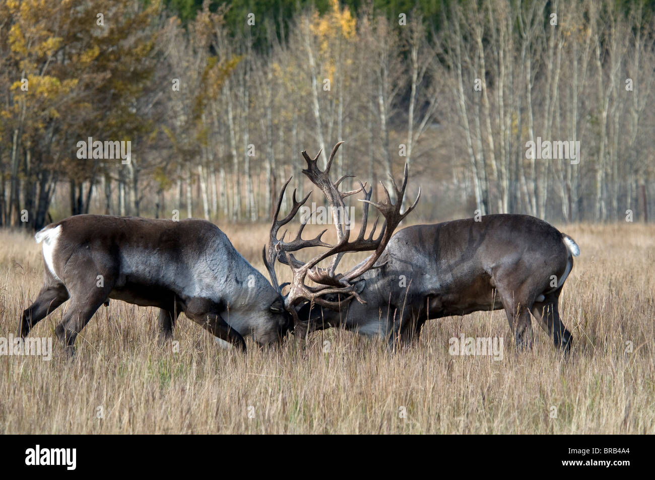 Two Caribou Stock Photos & Two Caribou Stock Images - Alamy