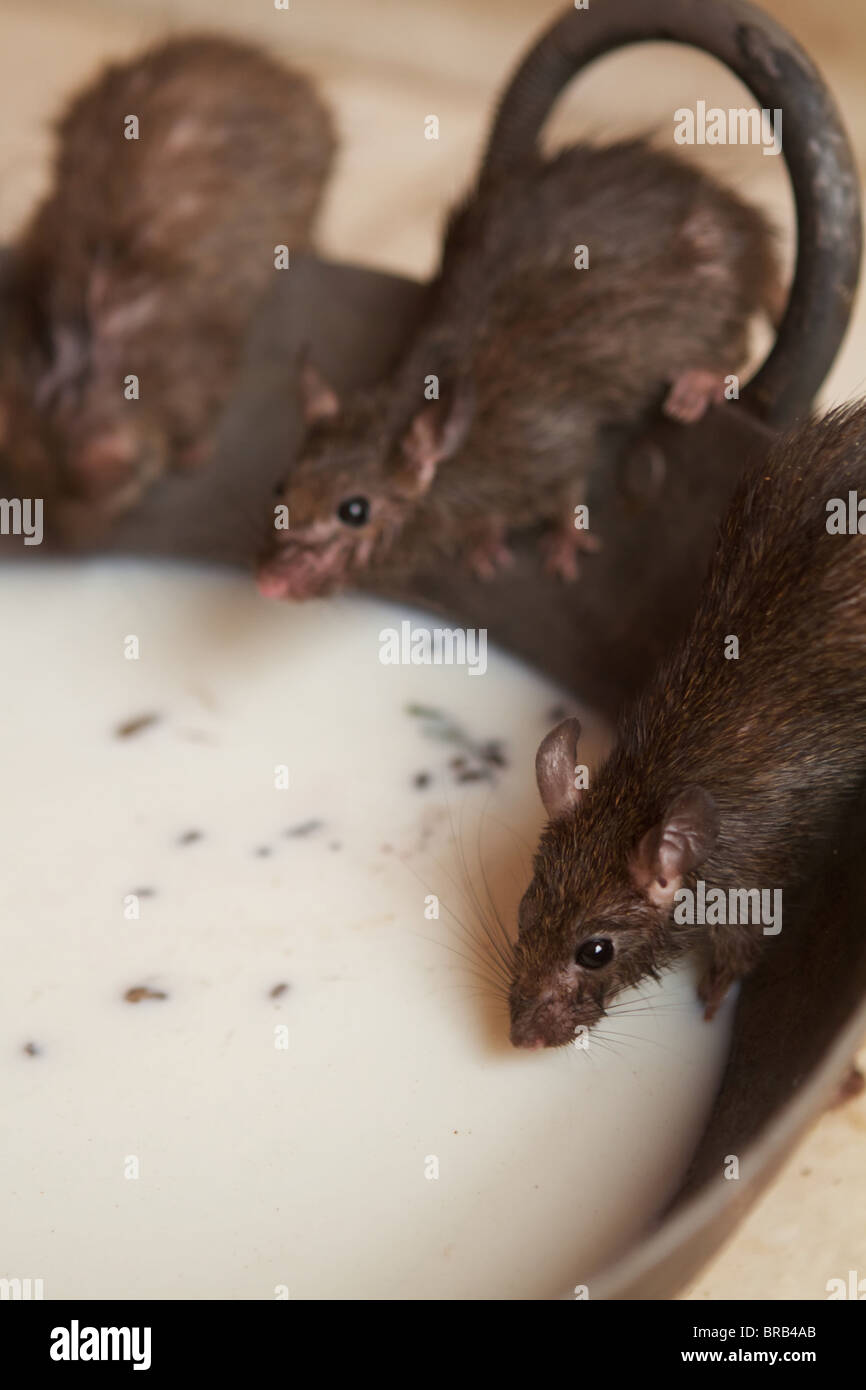 rats drinking milk in the karni mata temple Stock Photo - Alamy
