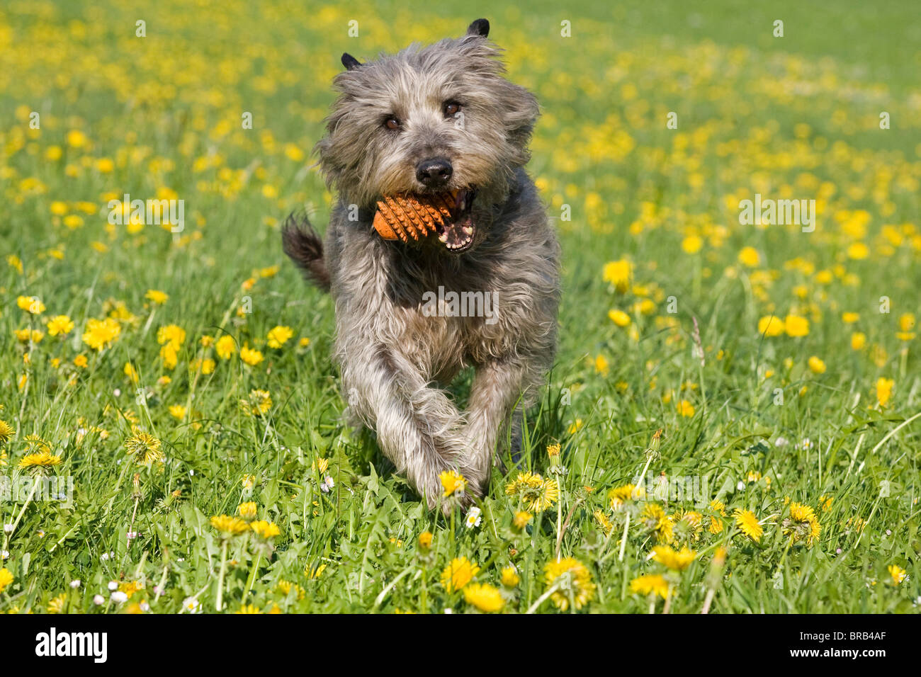 half breed dog with toy - running on meadow Stock Photo - Alamy