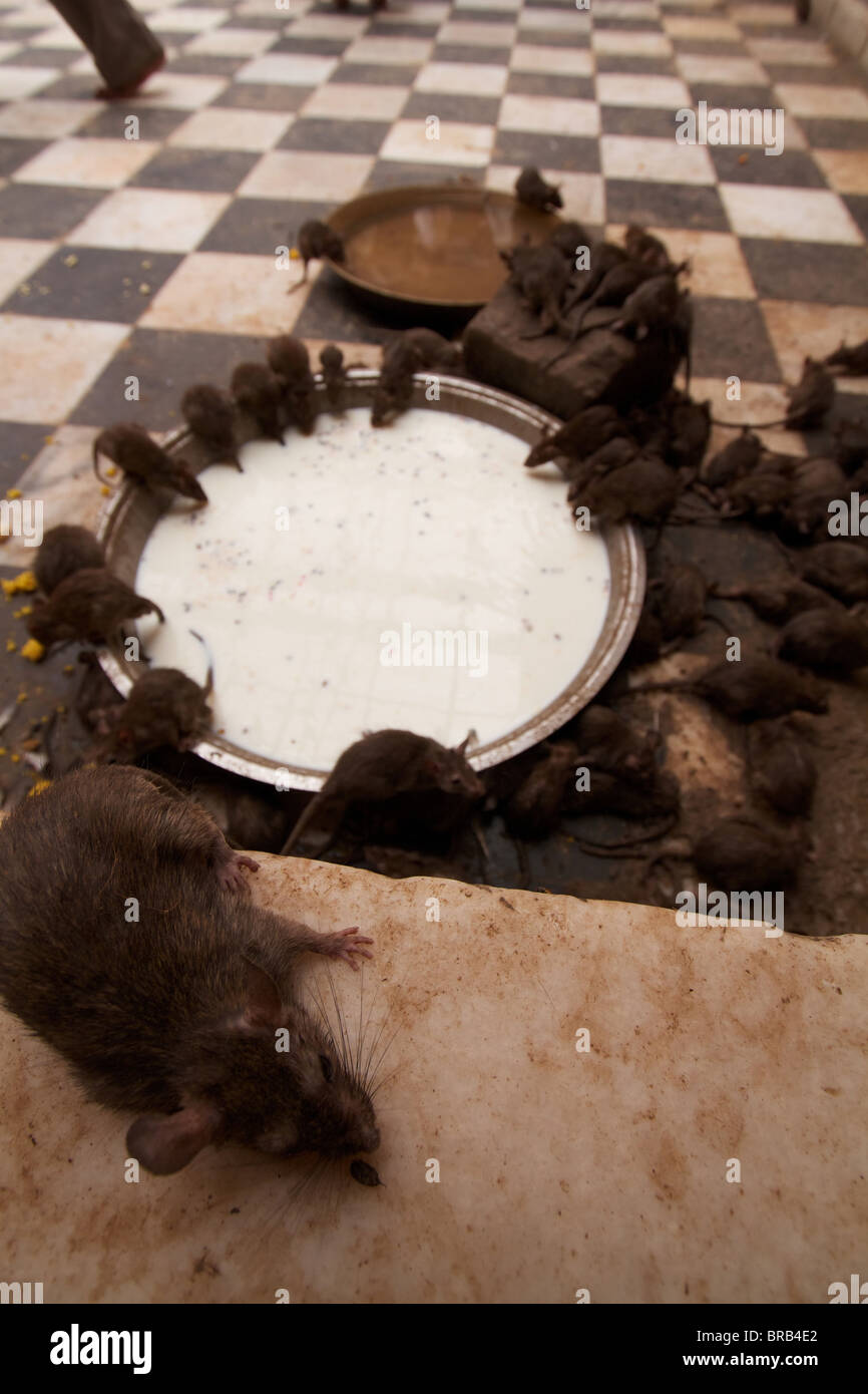 Rat temple floor hi-res stock photography and images - Alamy