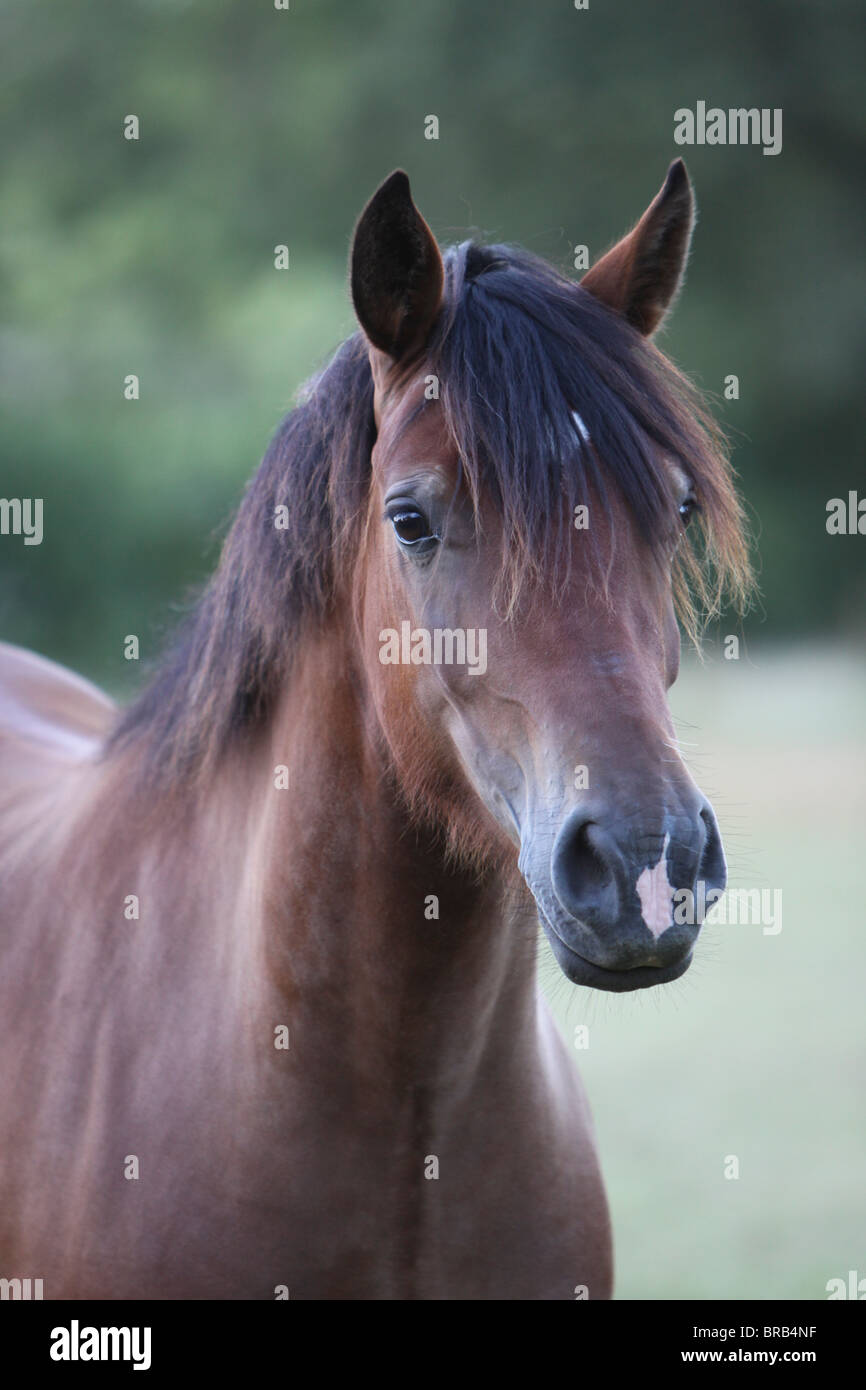 Head of a beautiful bay Welsh Cob Stock Photo - Alamy