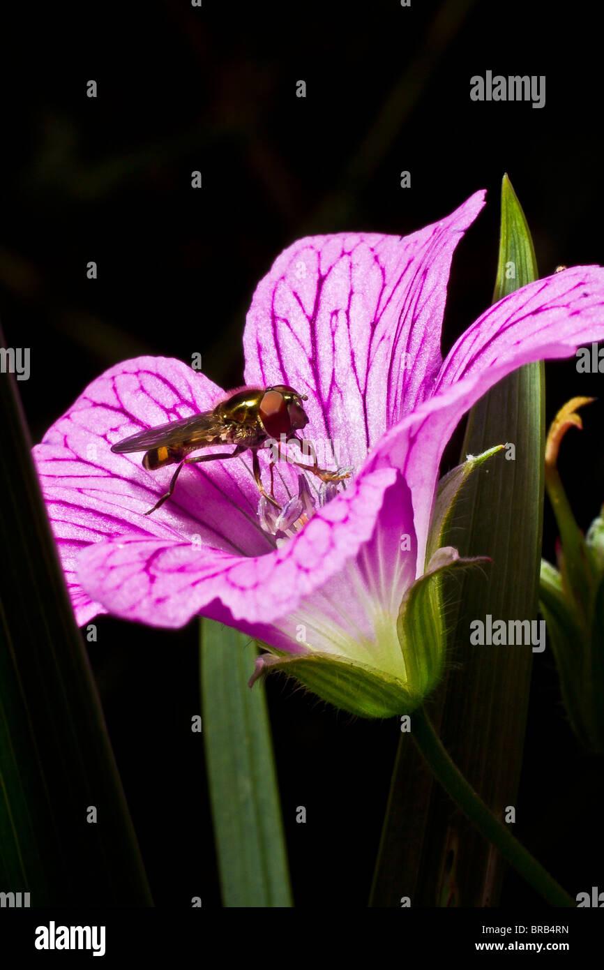 Pink flower with insect hi-res stock photography and images - Alamy