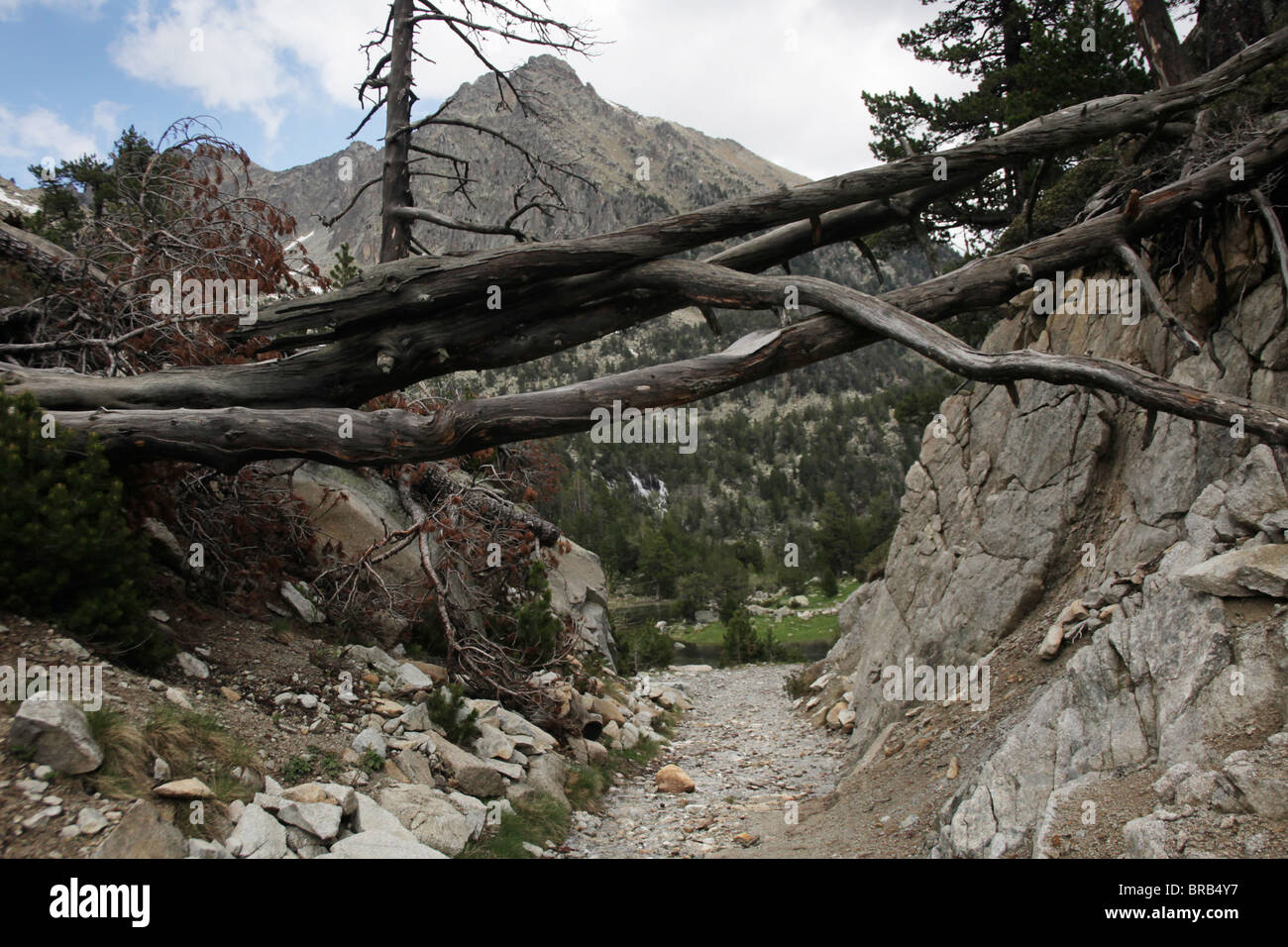 Tree across Pyrenean traverse at Estany de Ratera in high alpine forest ...