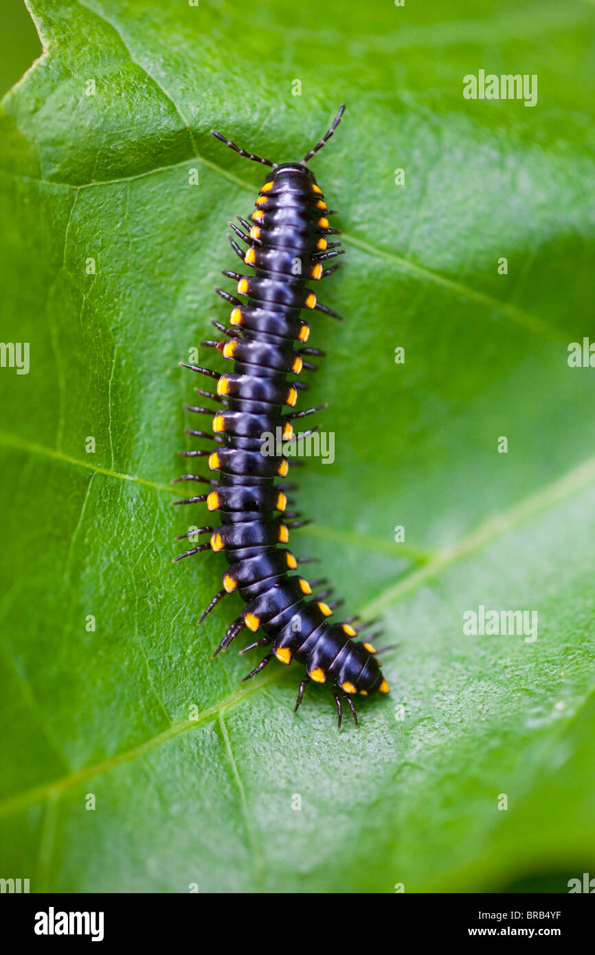 A Centipede On A Leaf In Columbia River Gorge National Scenic Area ...