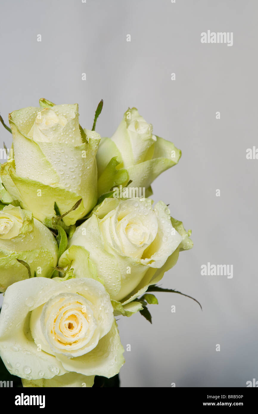 White wedding roses Stock Photo - Alamy