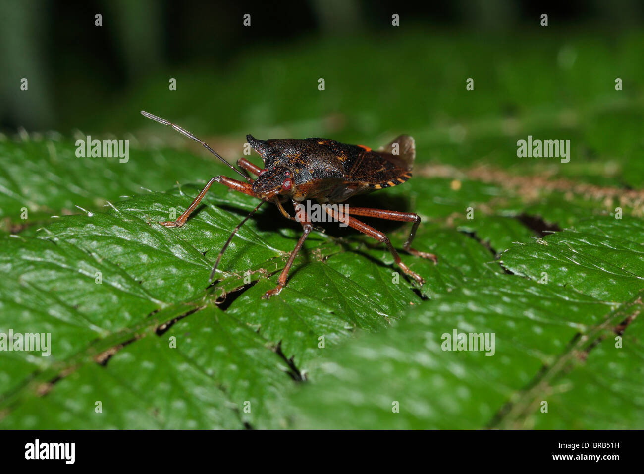 Forest Shield Bug Stock Photos & Forest Shield Bug Stock Images - Alamy