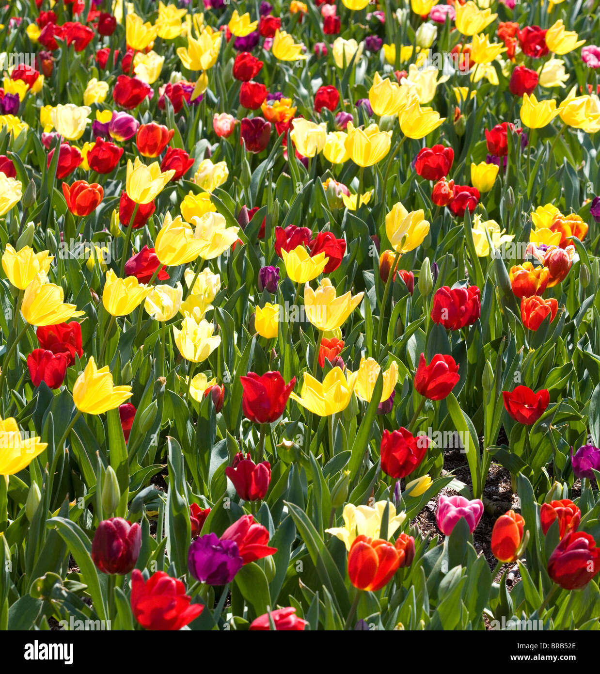 Bowral tulip festival hi-res stock photography and images - Alamy