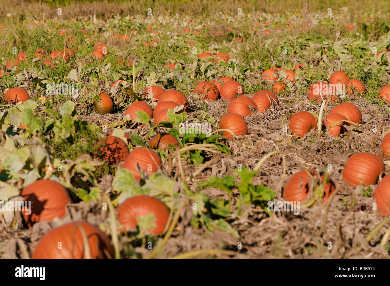 Growers harvest pumpkins hi-res stock photography and images - Alamy