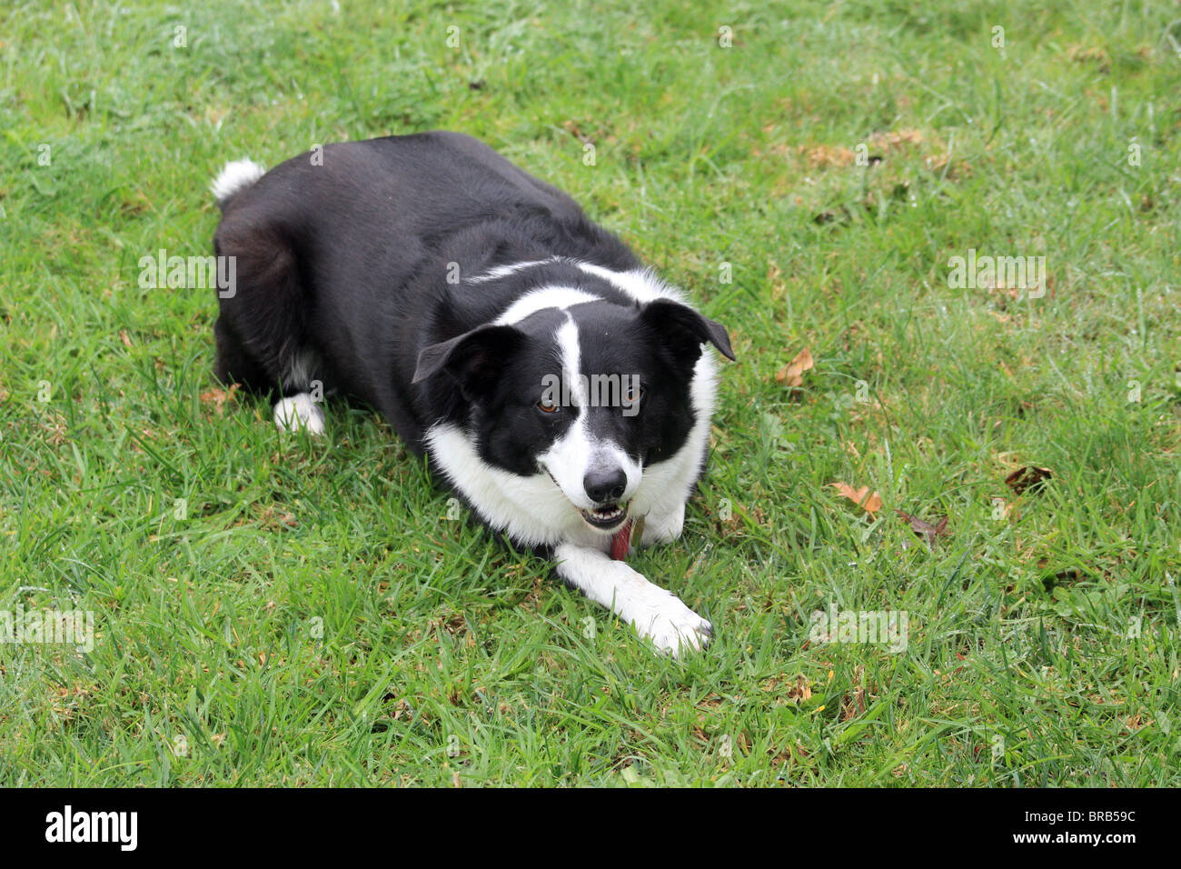 Bordie collie hi-res stock photography and images - Alamy