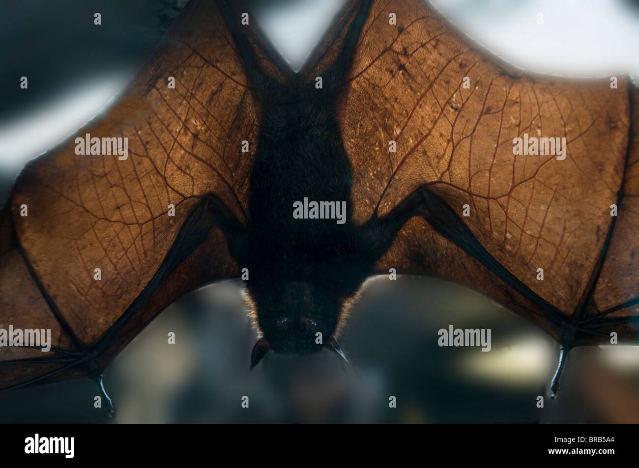 Worlds largest bat hi-res stock photography and images - Alamy