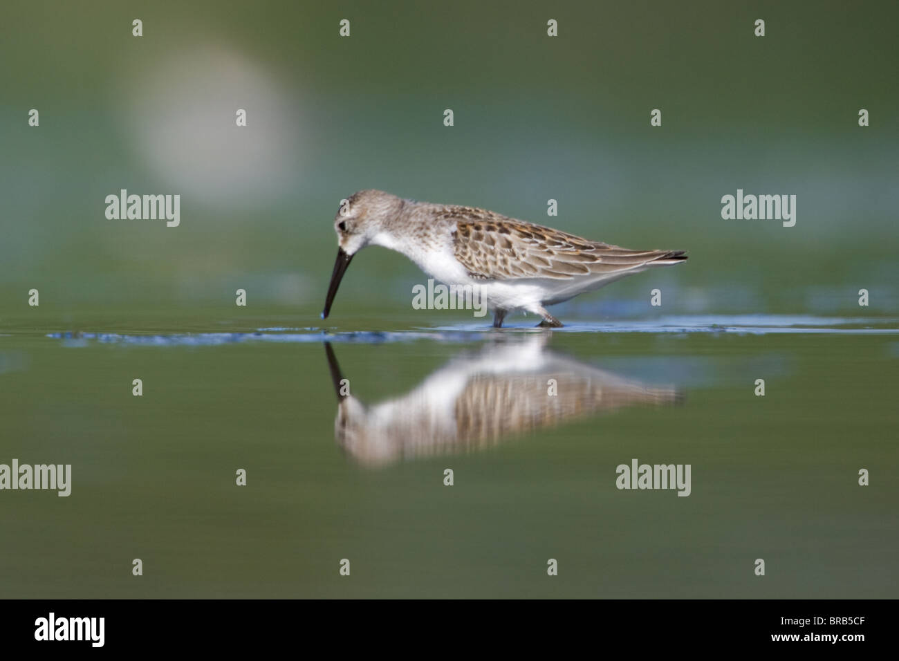 Western Sandpiper in Non-breeding Plumage Feeding in Shallow Water ...