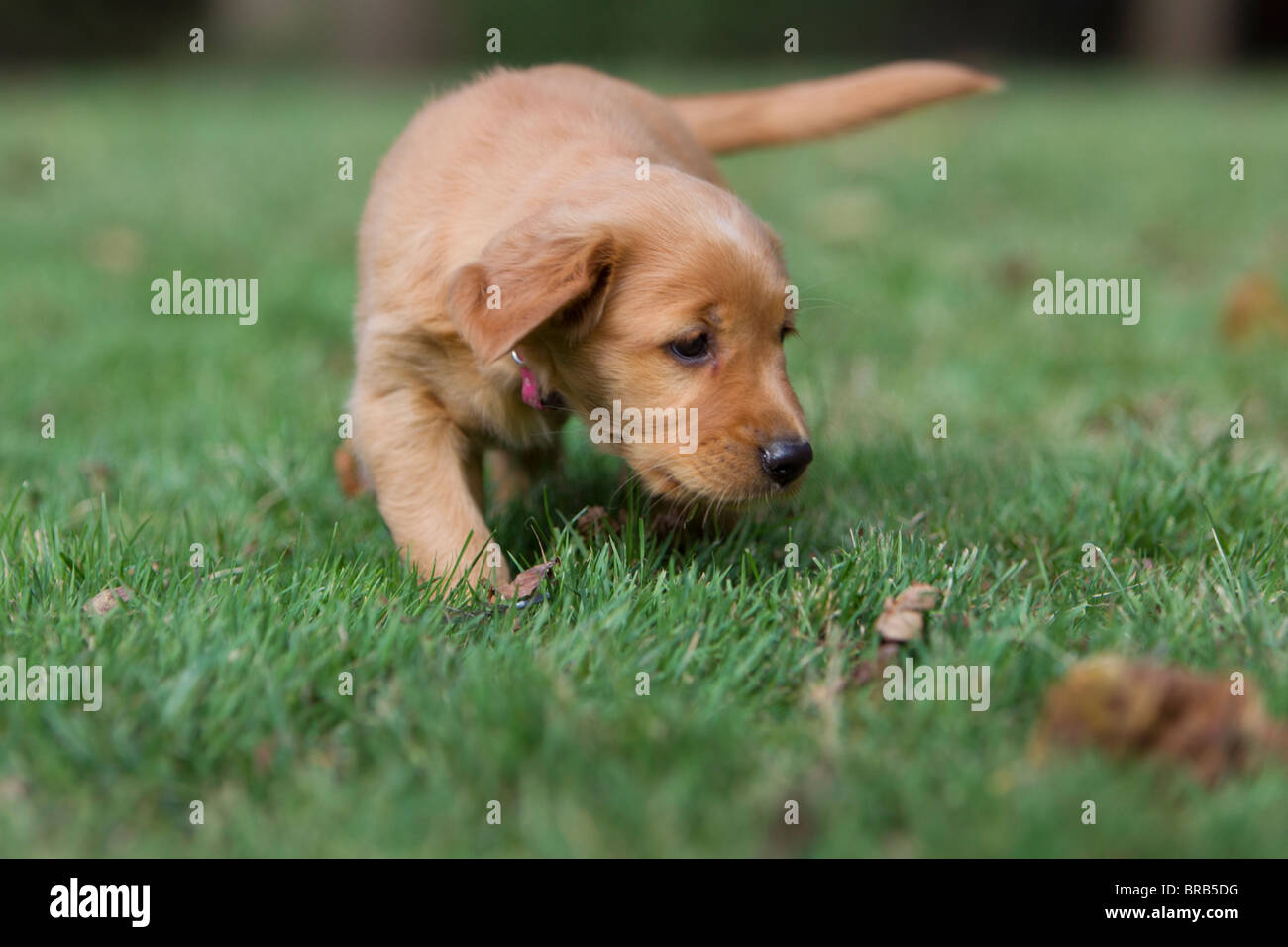 A 7 week old golden retriever puppy sniffing the grass Stock Photo - Alamy