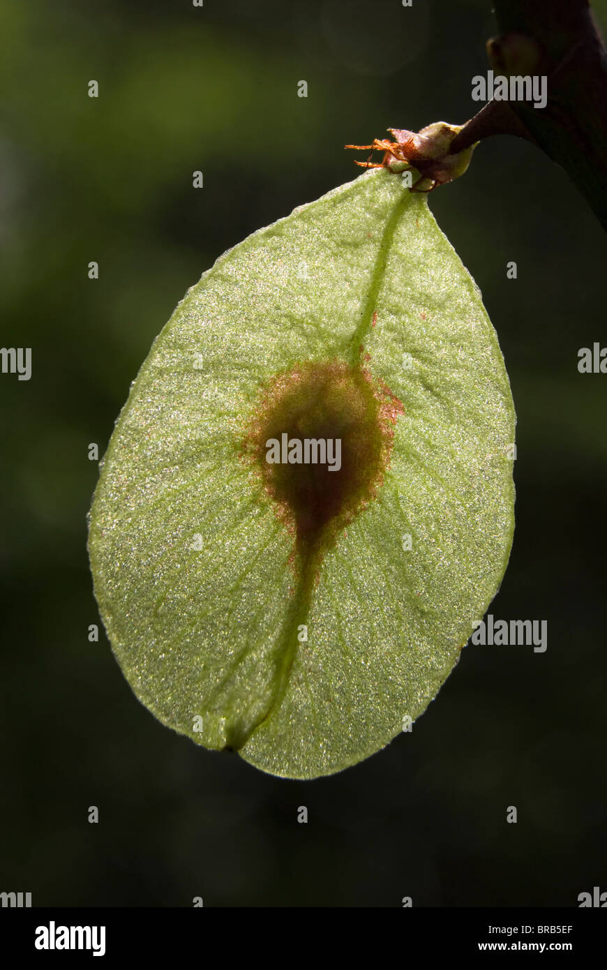 Elm Seed High Resolution Stock Photography and Images - Alamy