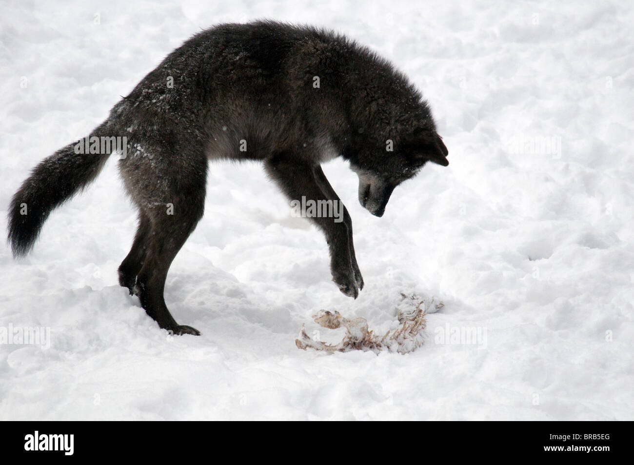 gray wolf-black phase-canis lupus-winter-alaska-2008 Stock Photo - Alamy