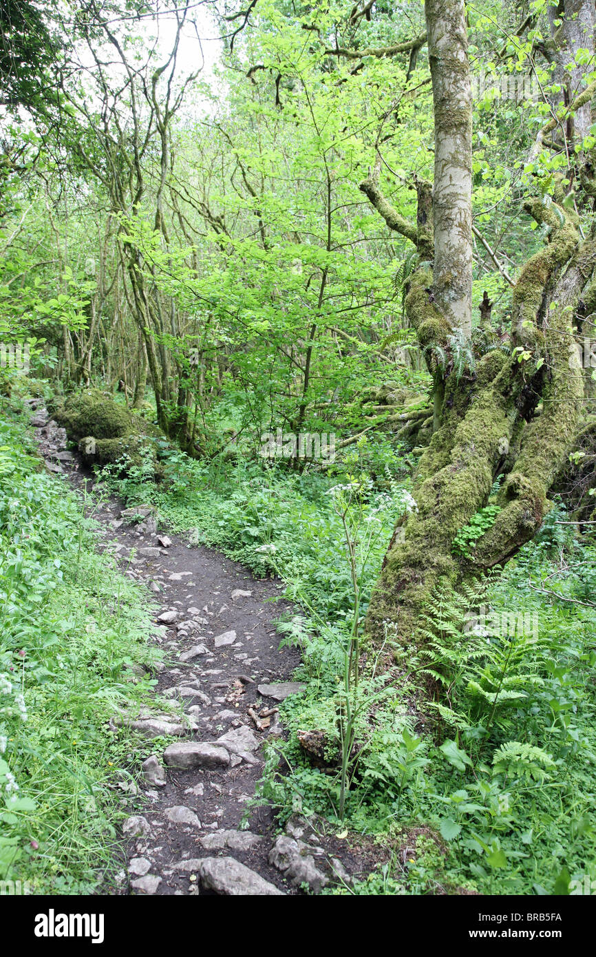 Monk's dale derbyshire hi-res stock photography and images - Alamy