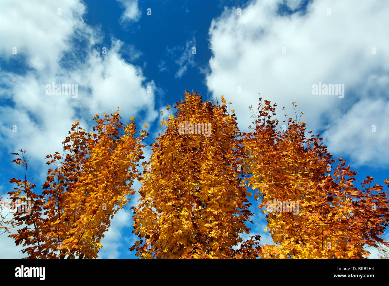 Canadian maple trees hi-res stock photography and images - Alamy