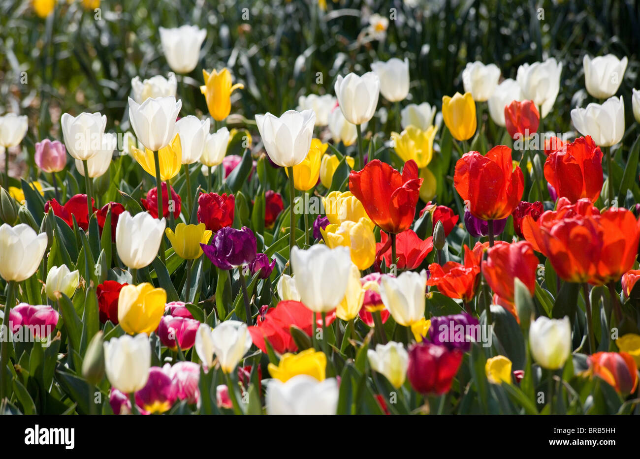 Colourful tulips, Corbett Gardens, Bowral, Australia Stock Photo - Alamy