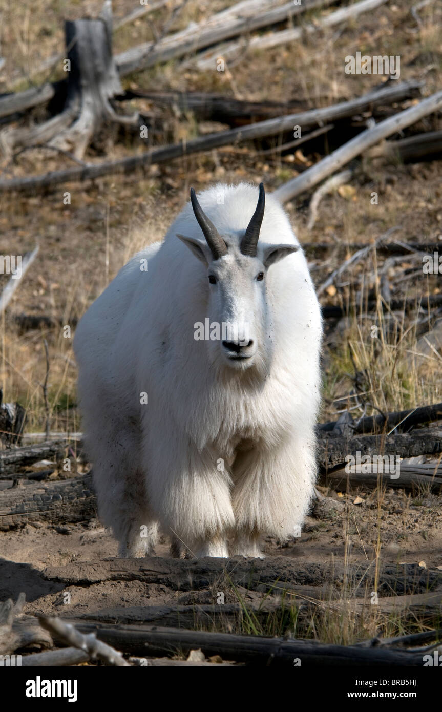 Mountain goat oreamnos americanus yukon hi-res stock photography and ...