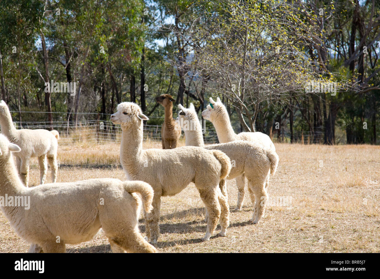 Alpacas on a farm hi-res stock photography and images - Alamy