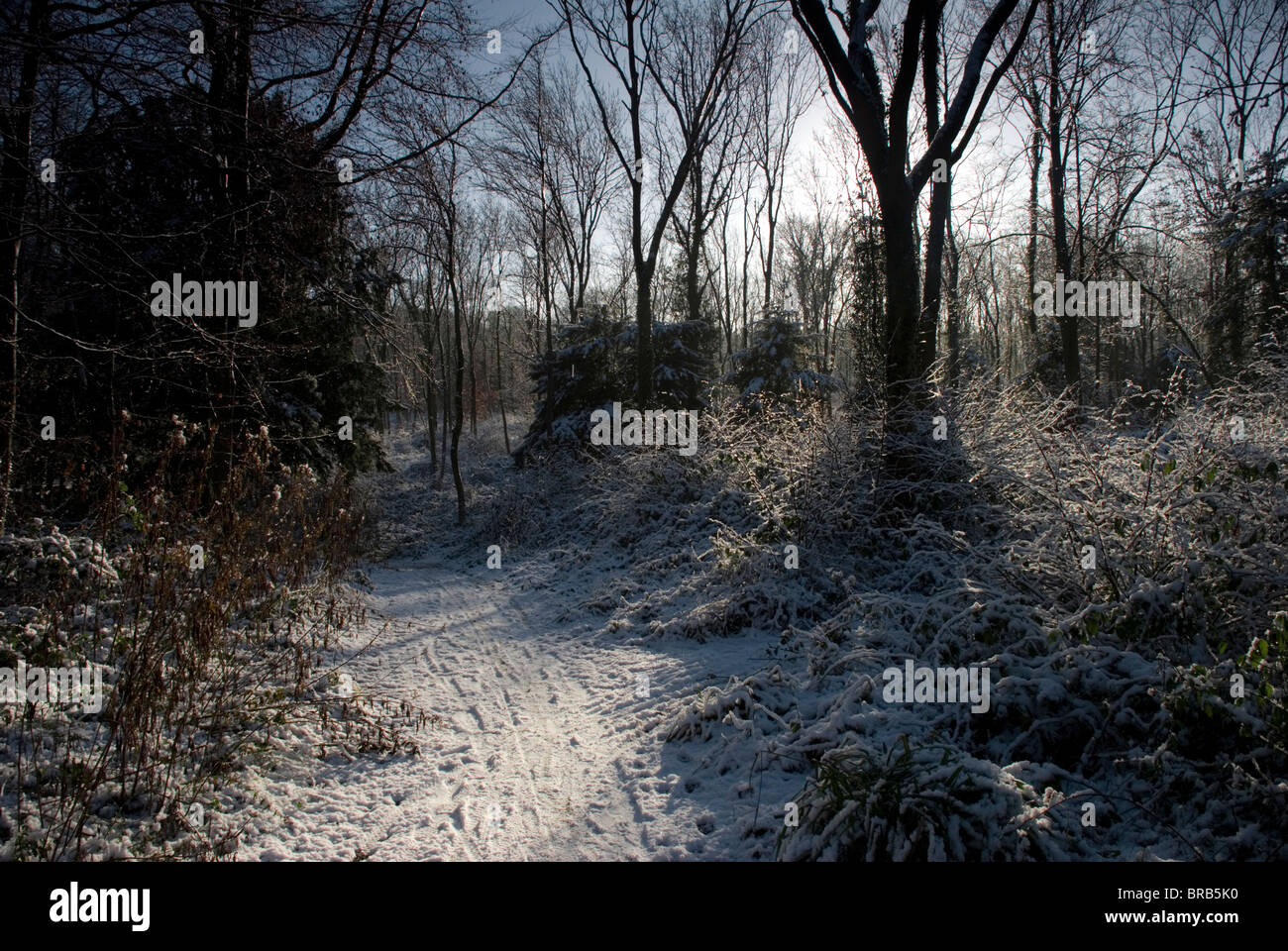 Leigh woods hi-res stock photography and images - Alamy