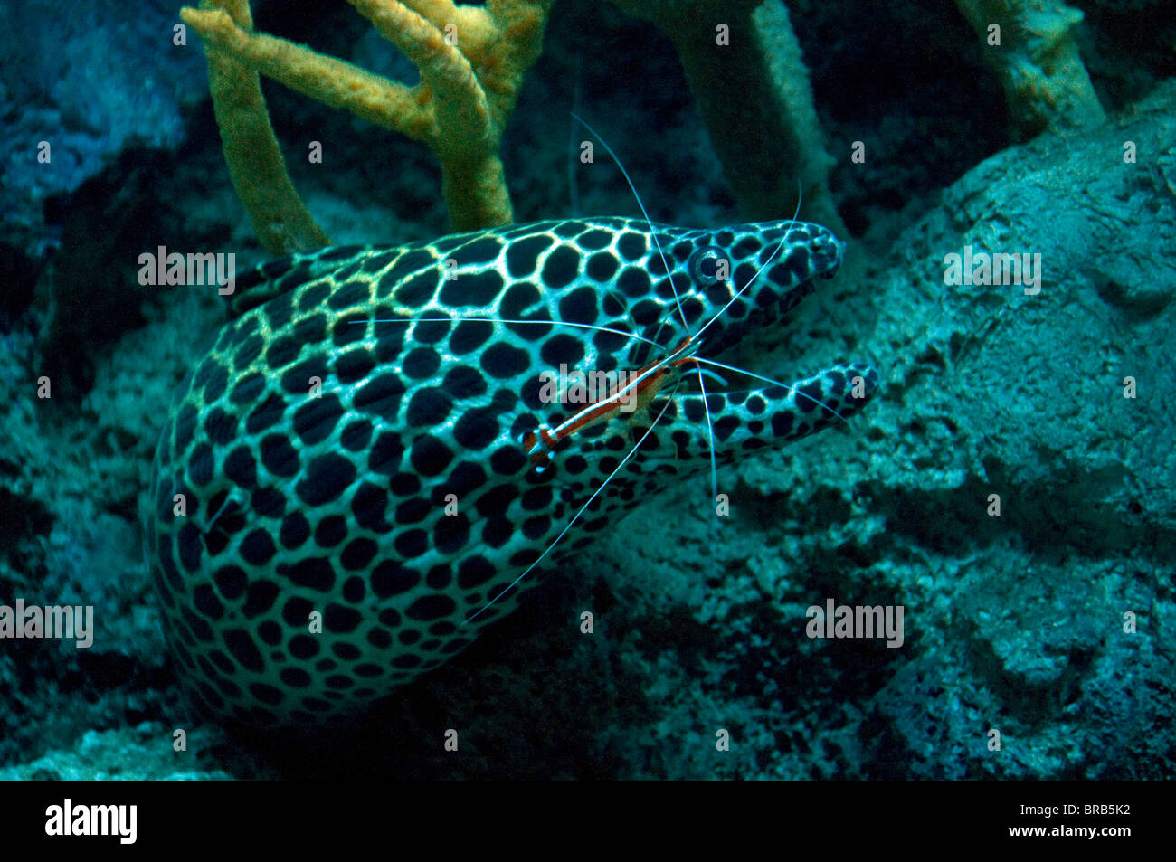 Laced moray eel hi-res stock photography and images - Alamy