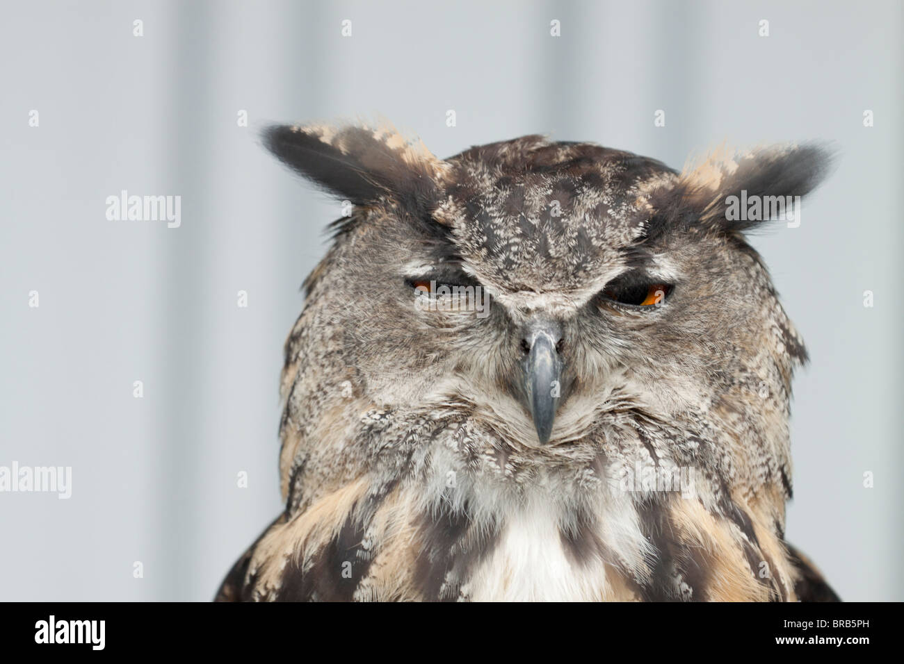 Owl eyes sleepy hi-res stock photography and images - Alamy
