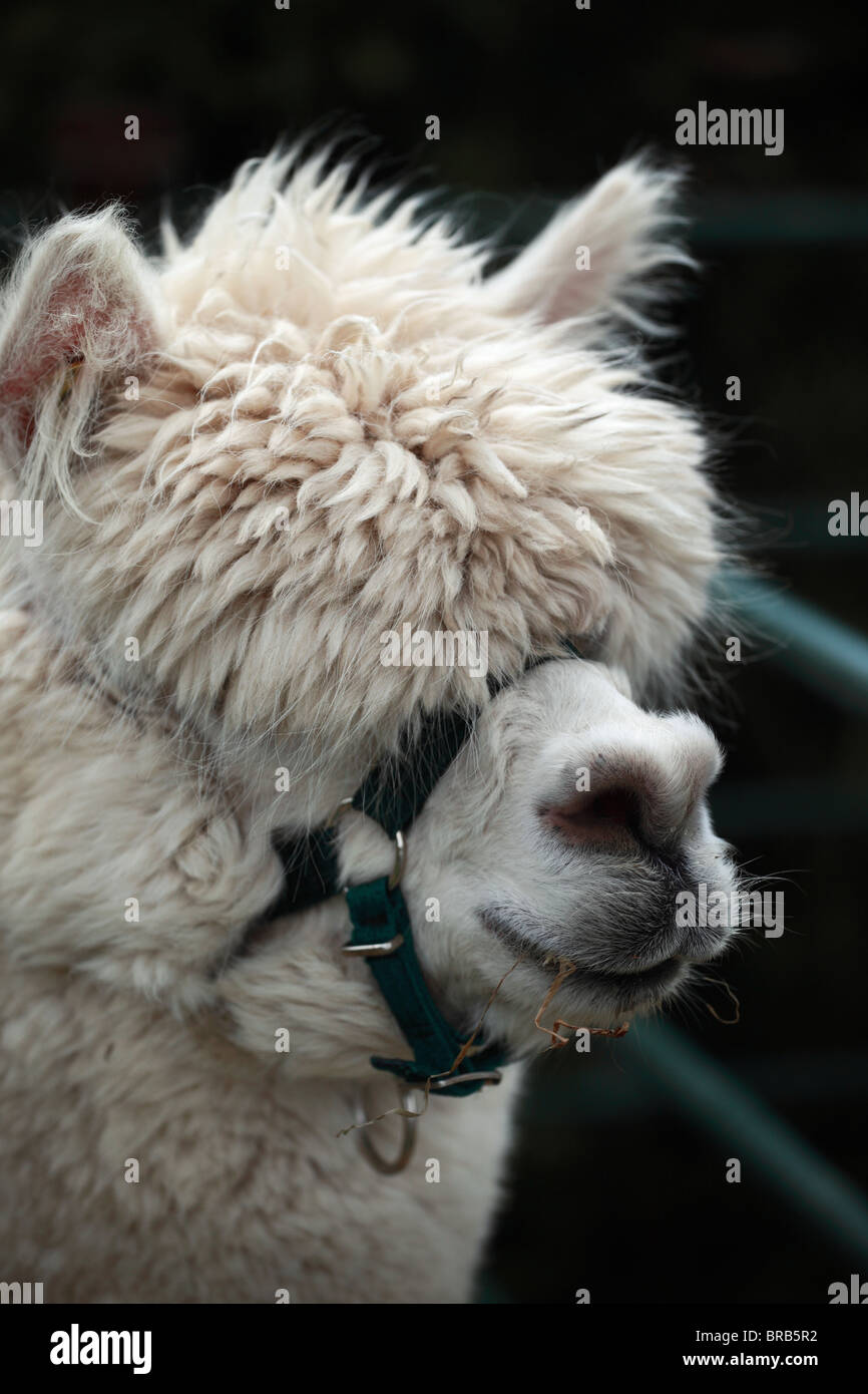 Profile llama animal head hi-res stock photography and images - Alamy