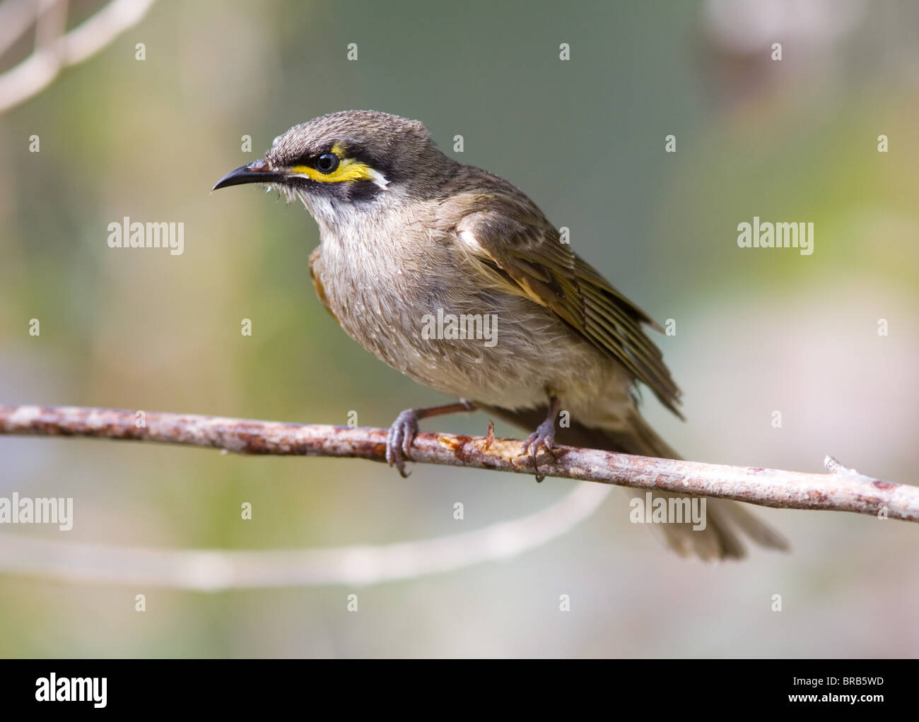 Yellow Faced Honeyeater (Lichenostomus chrysops), NSW, Australia Stock ...