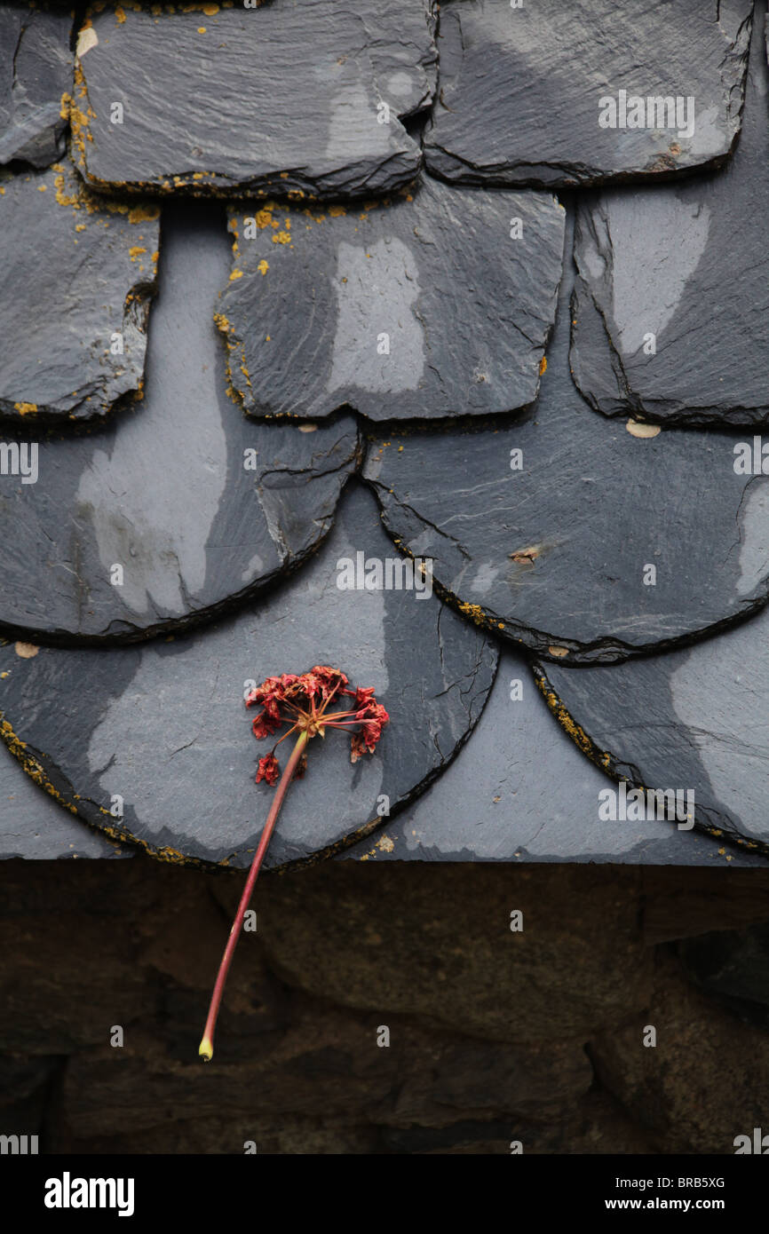 Slates tiles roofs hi-res stock photography and images - Alamy