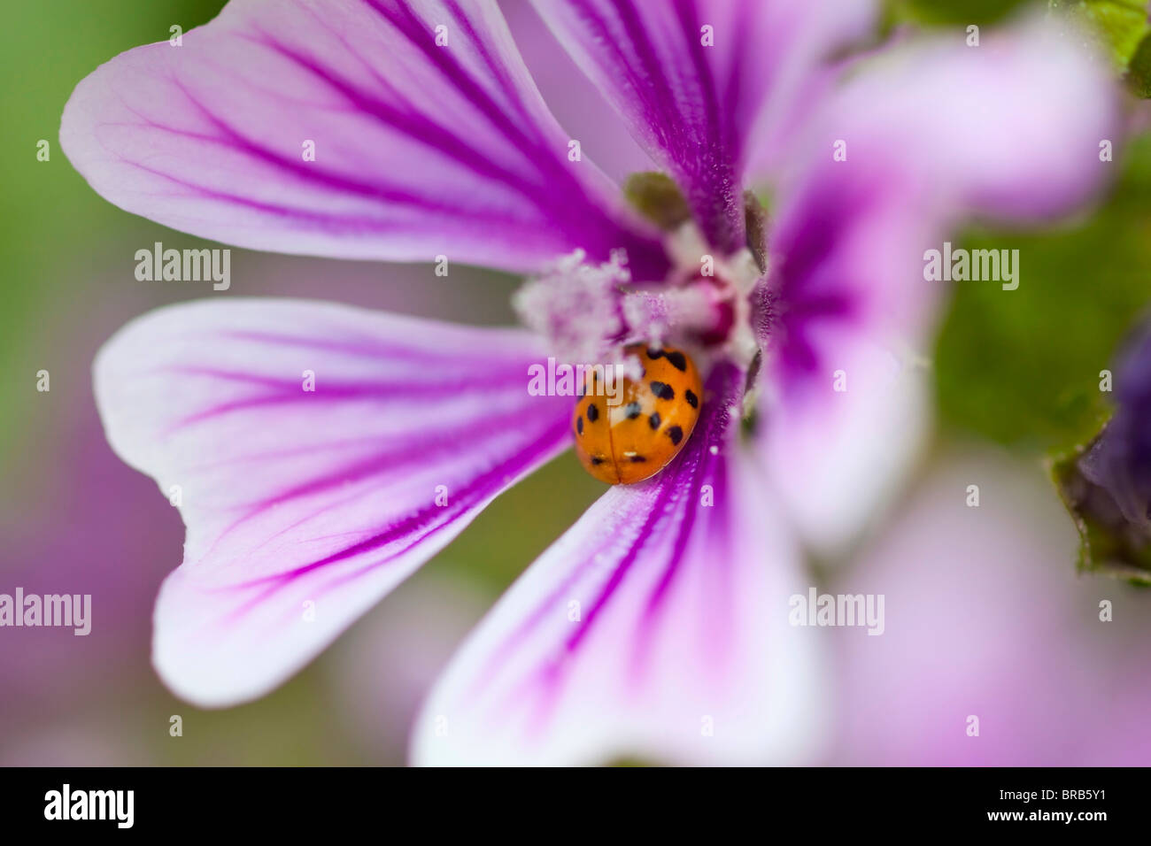 Ladybug On A Wildflower In Columbia River Gorge National Scenic Area ...