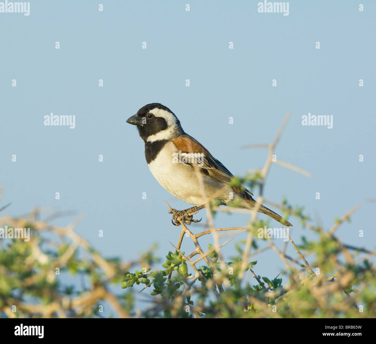 Male Cape Sparrow Passer melanurus Namaqualand Northern Cape South ...