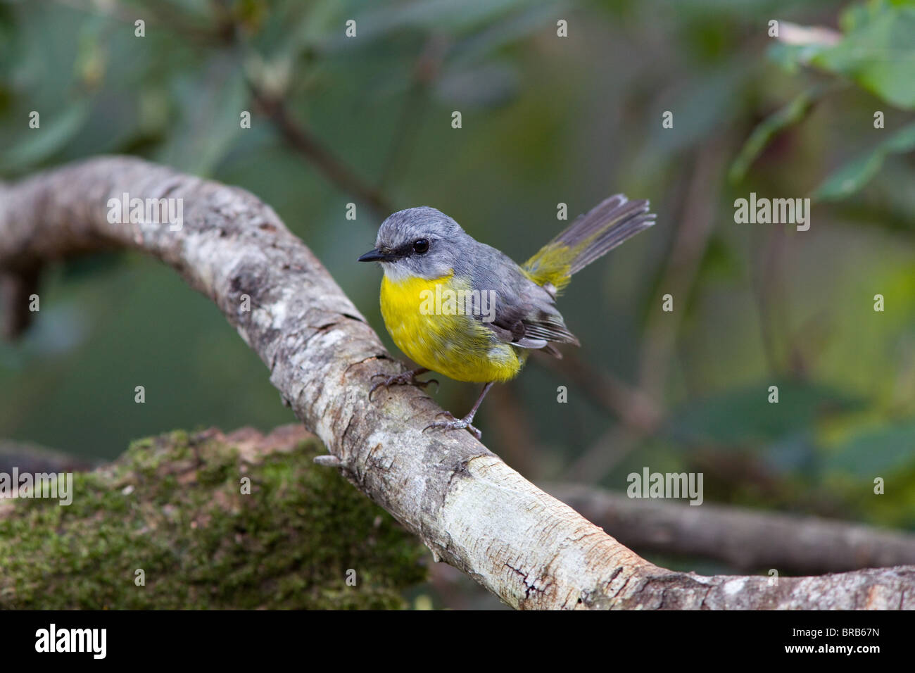Eastern Yellow Robin (Eopsaltria australis), NSW, Australia Stock Photo ...