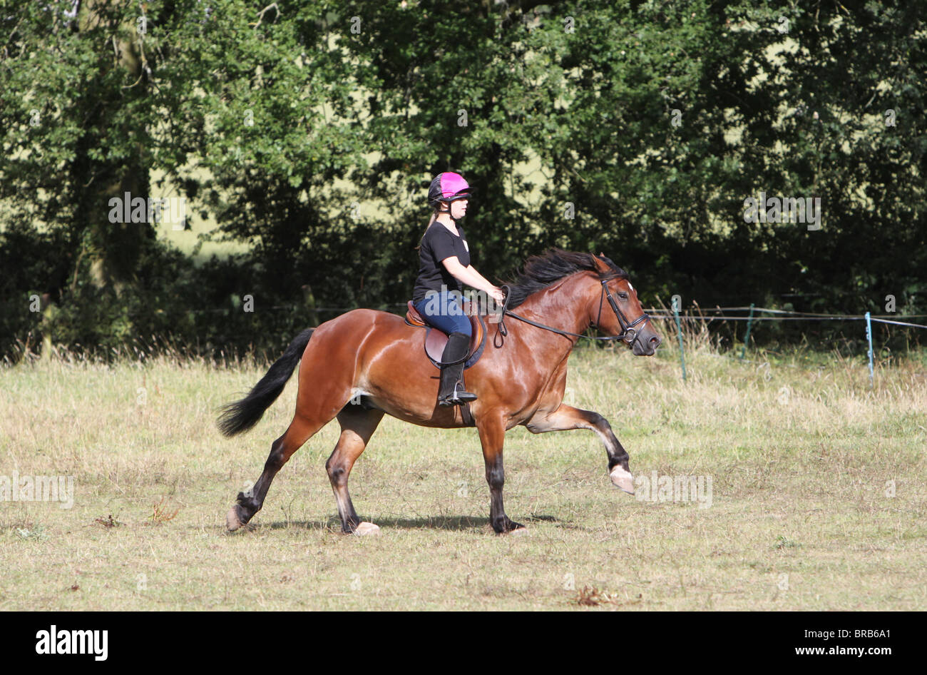 A teenage girl riding a beautiful bay Welsh Cob Stock Photo - Alamy
