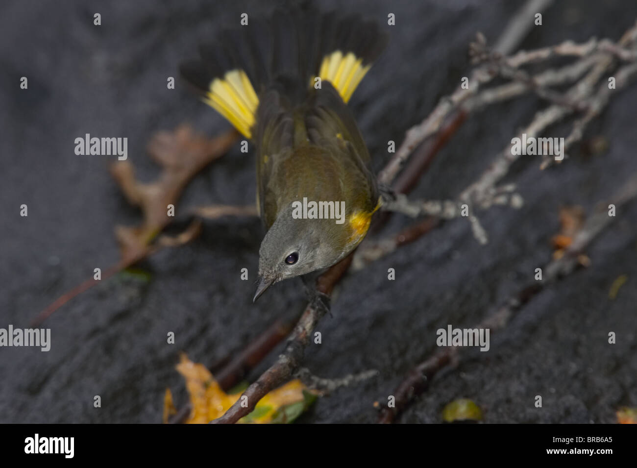Female American Redstart Fanning Her Tail Feathers Stock Photo - Alamy