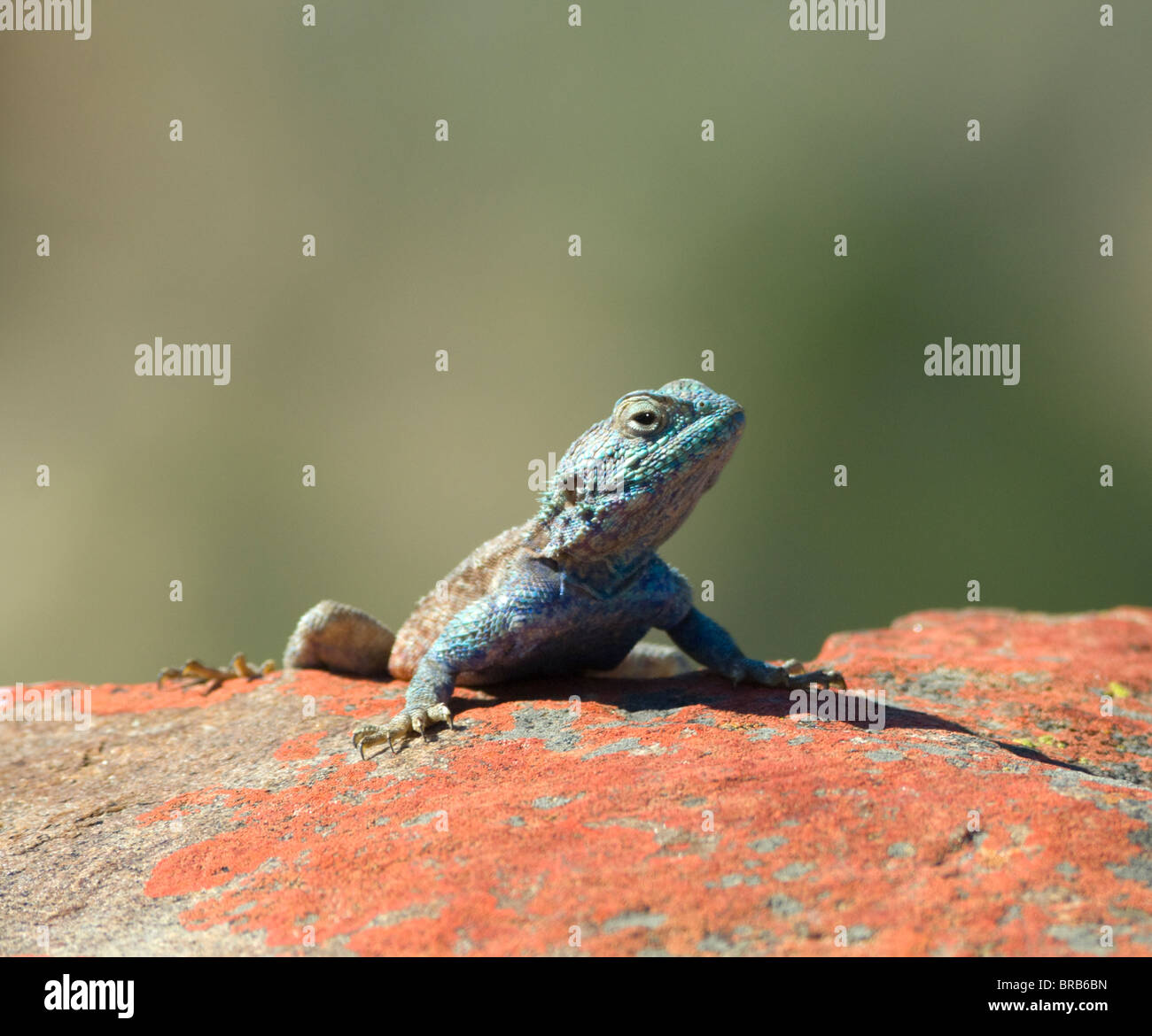 South african rock agama hi-res stock photography and images - Alamy