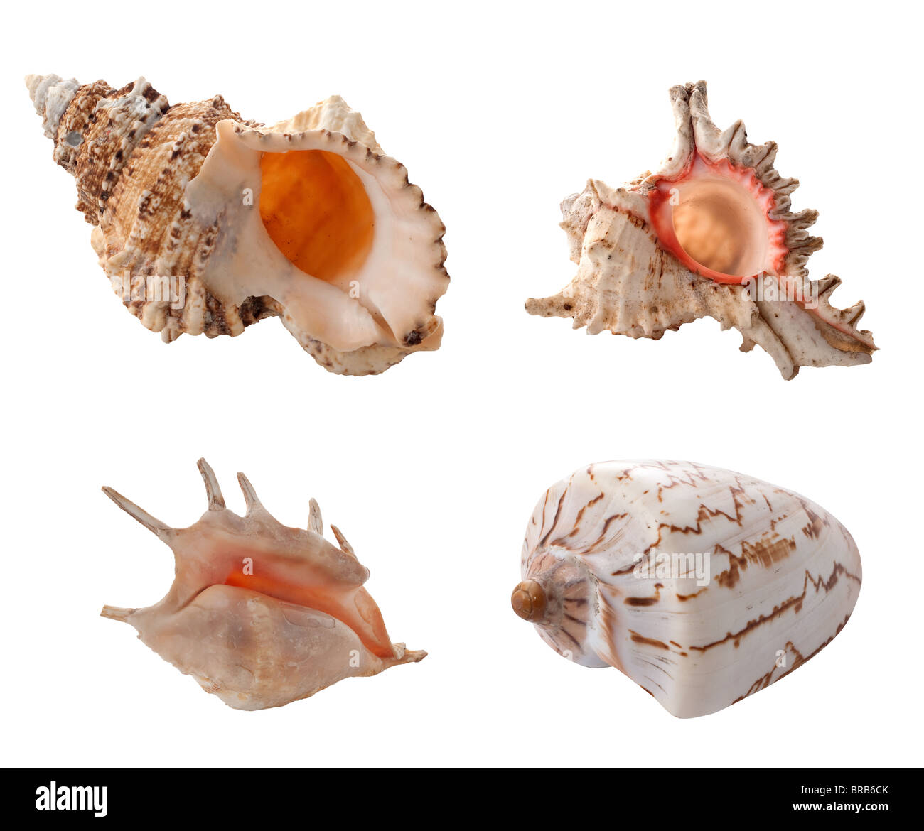 Sea shells isolated on white background Stock Photo - Alamy